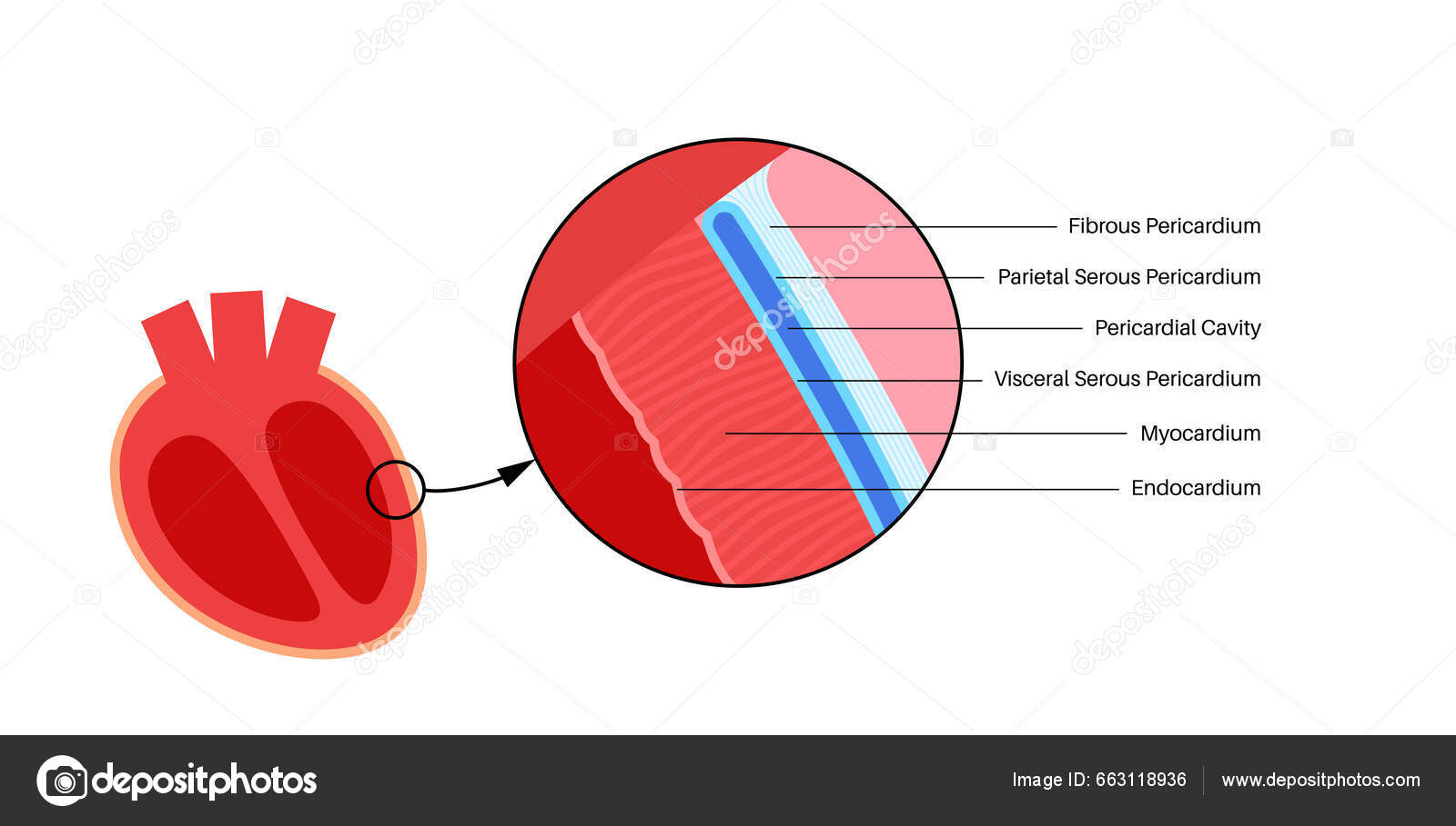 Herzwandanatomie Endokard Myokard Und Epikardium Perikardhöhle ...