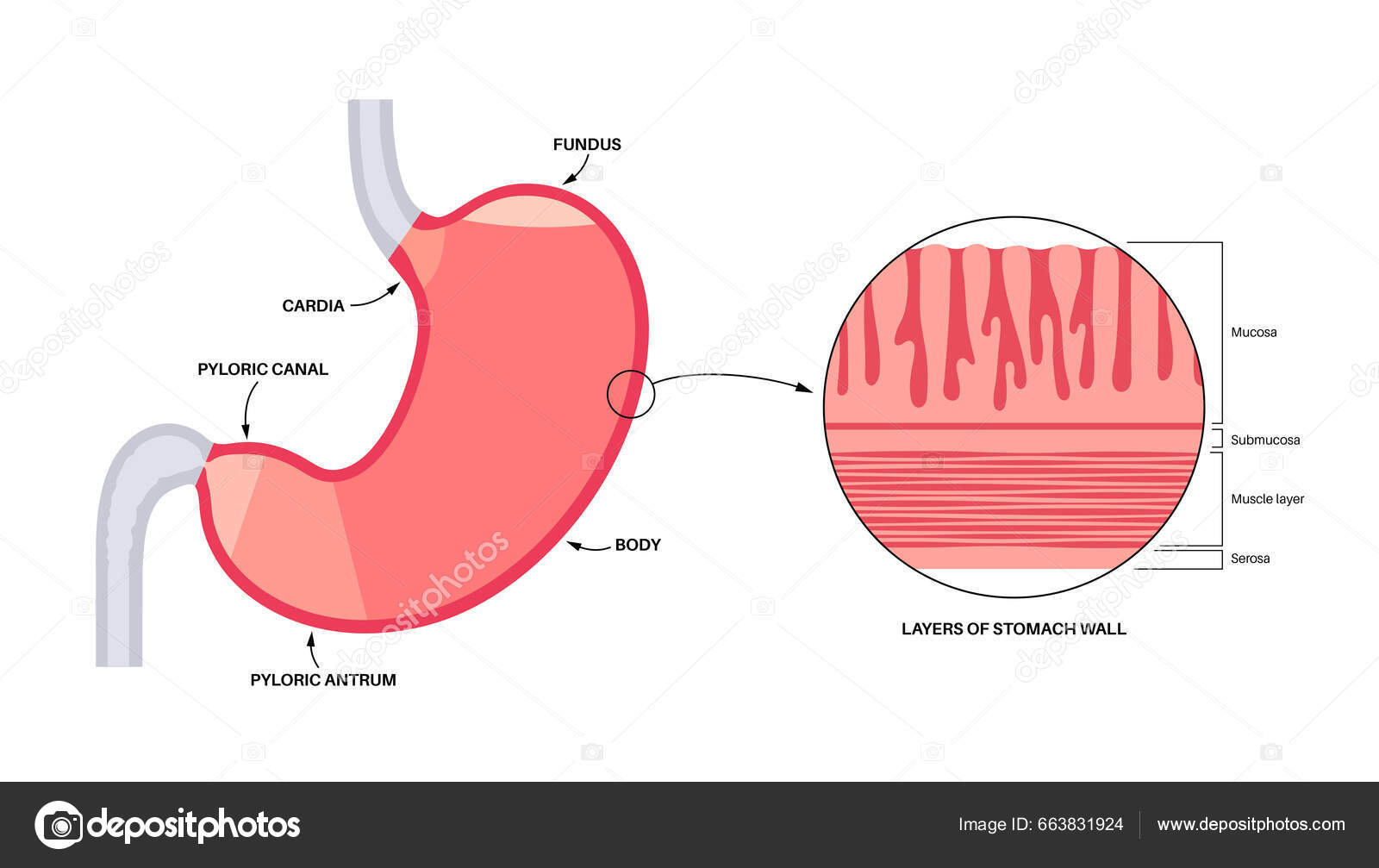 Cartel Anatómico Membrana Mucosa Estructura Pared Del Estómago Tejido ...