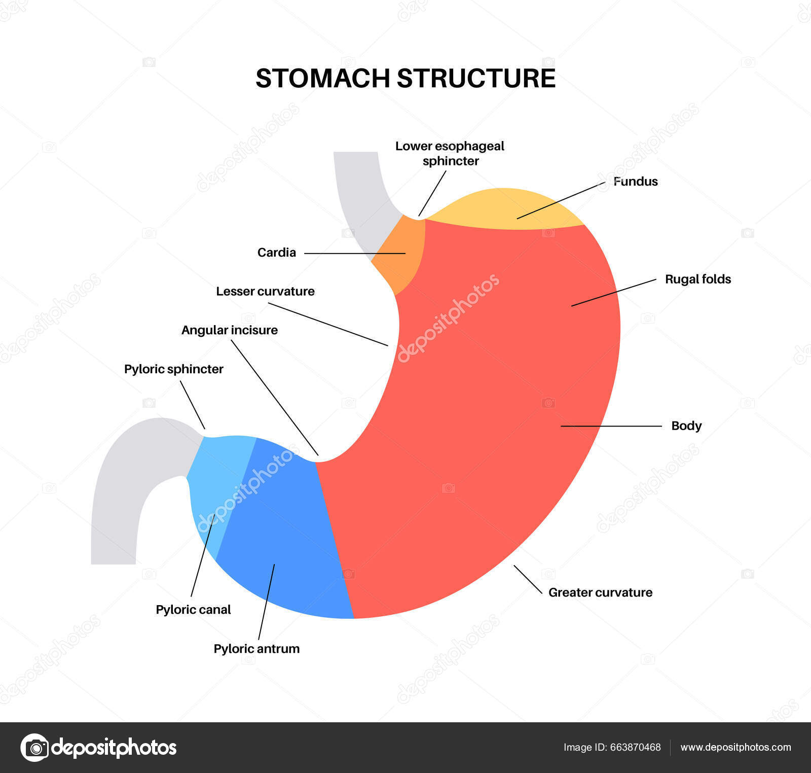 Cartel Estructura Estomacal Secciones Superiores Del Abdomen Fondo ...