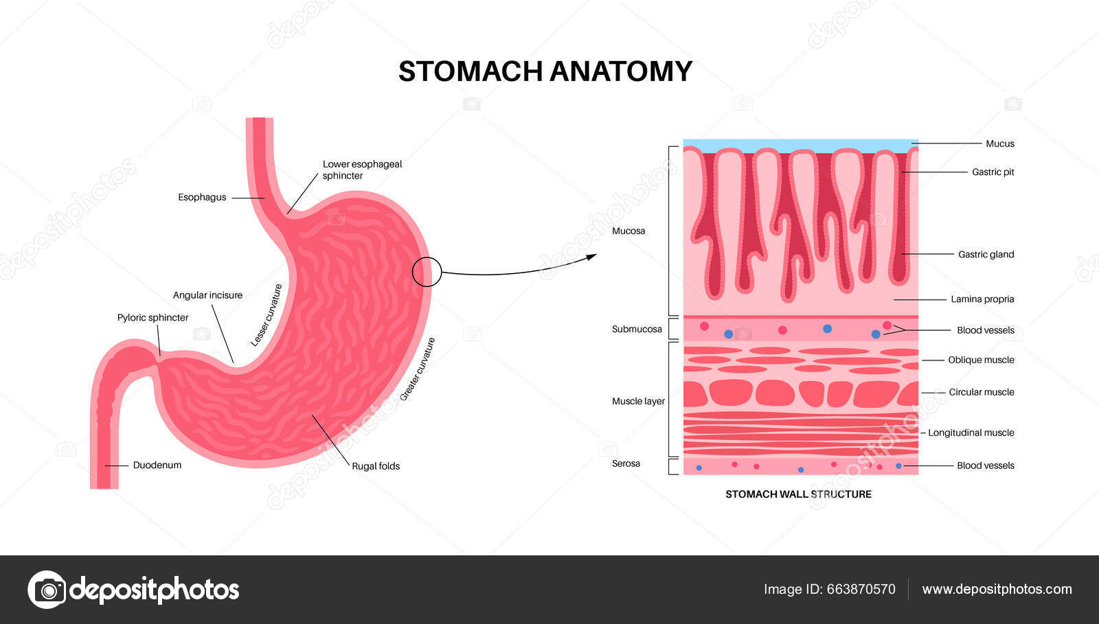 Cartel Anatómico Membrana Mucosa Estructura Pared Del Estómago Tejido ...