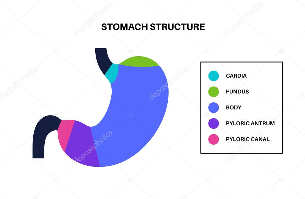 Cartel de estructura estomacal. Secciones superiores del abdomen, fondo ...