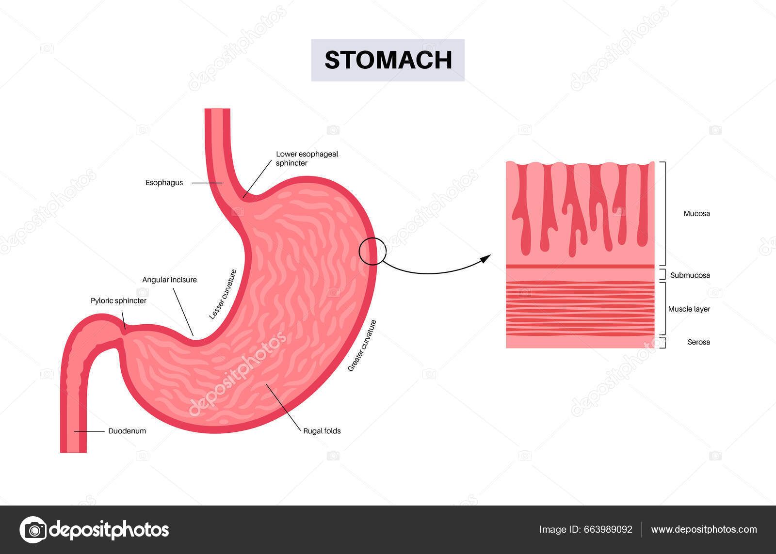 Poster Anatomi Membran Struktur Dinding Perut Jaringan Lunak Yang ...