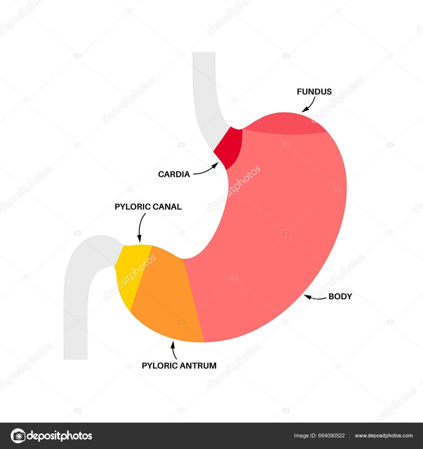 Stomach Structure Poster Upper Abdomen Sections Fundus Body Antrum ...