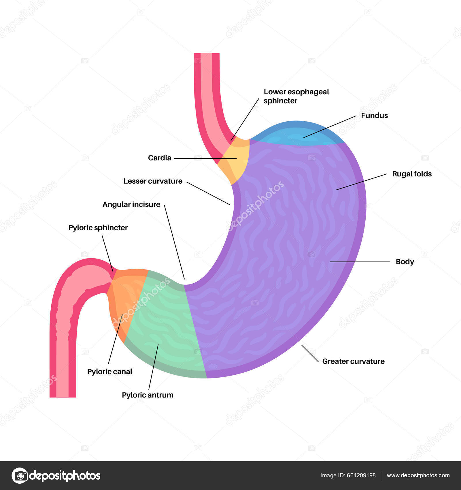 Upper Abdomen Diagram