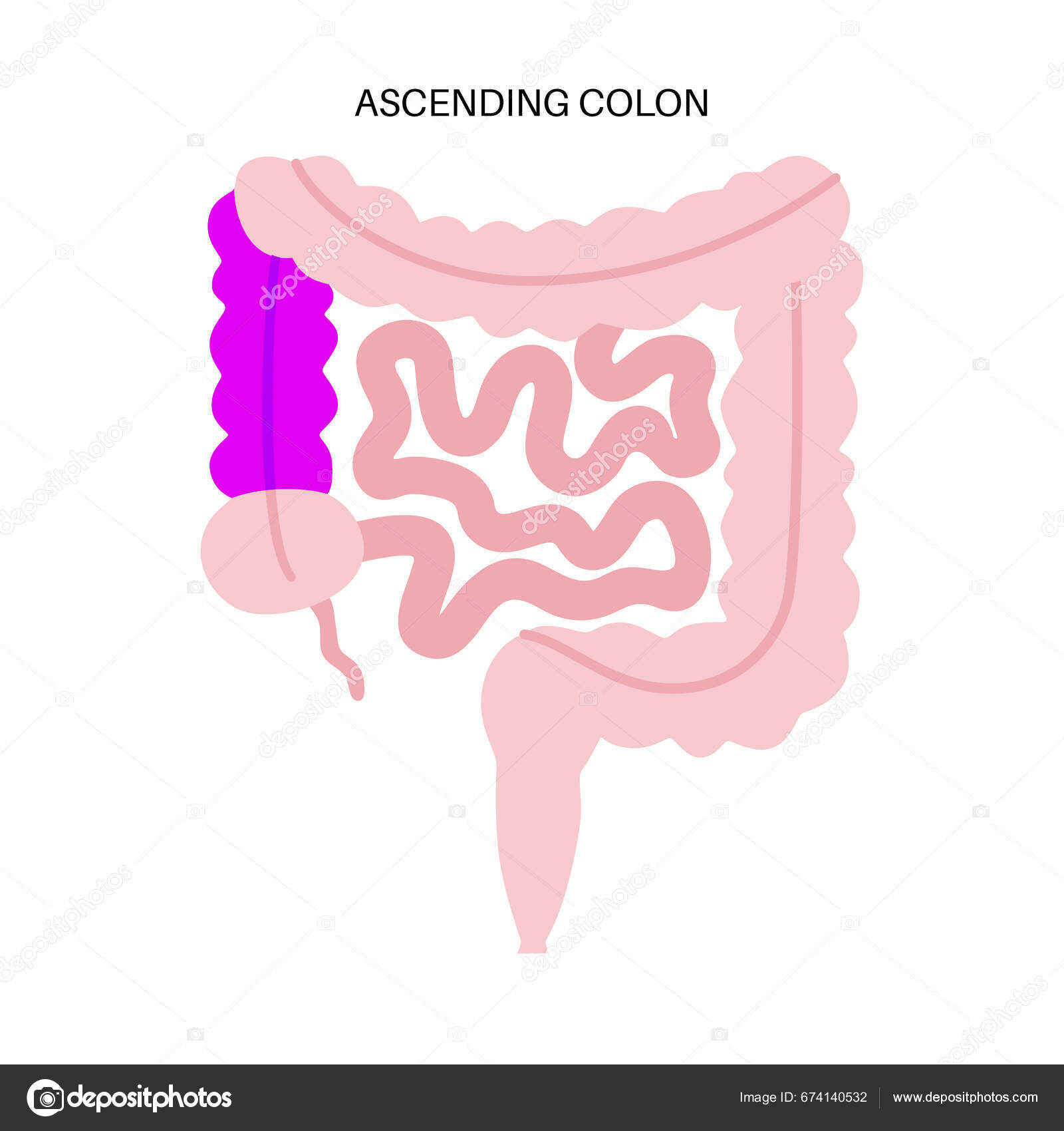 Ascending Colon Poster Large Intestine Human Body Gastrointestinal ...