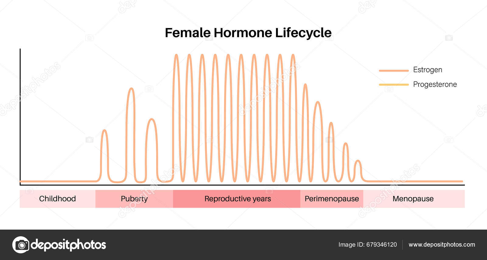 Female Hormones Lifestyle Graph Estrogen End Progesterone Diagram Woman ...