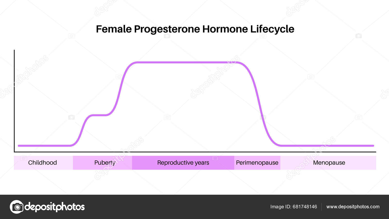 Female Hormone Cycle Chart