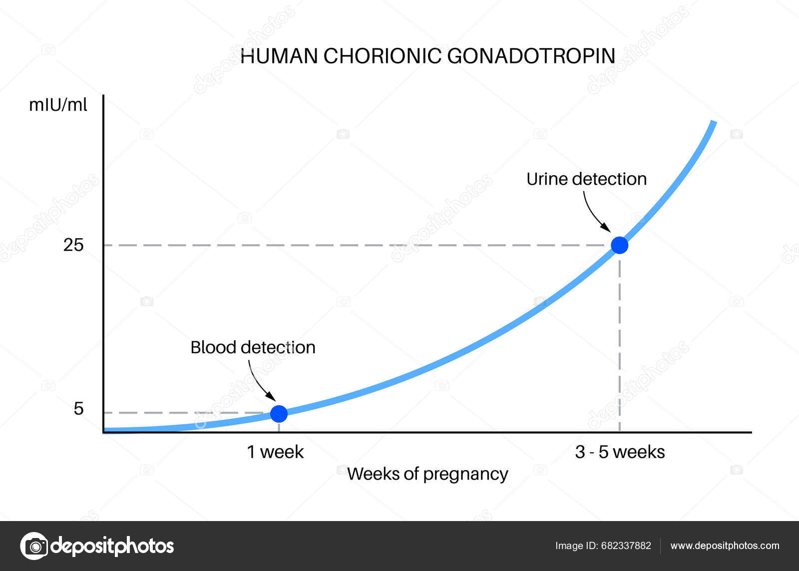Image vectorielle Niveau Gonadotrophine Chorionique Humaine Augmente ...