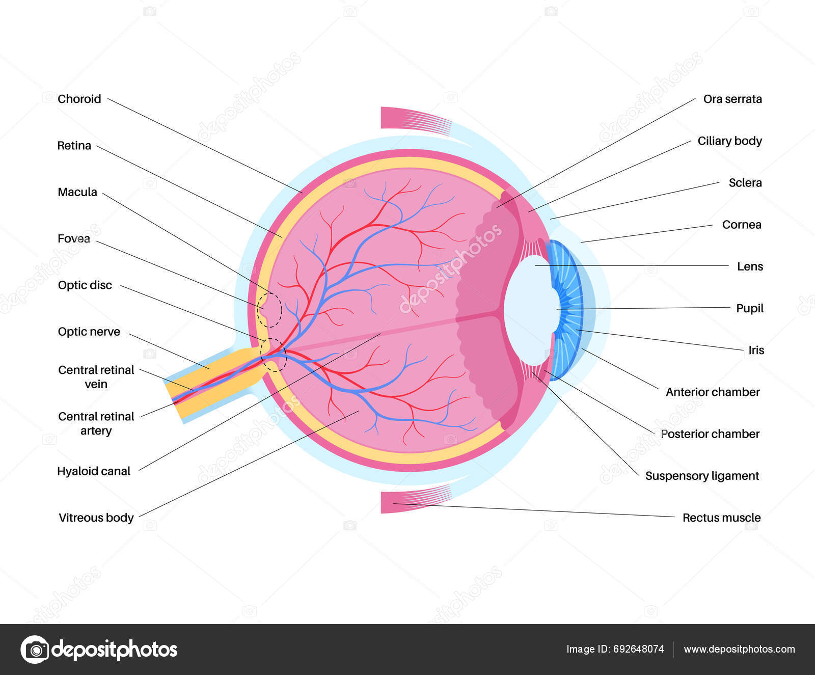 Eye Anatomy Poster Structure Human Eye Infographic Outermost Retina ...