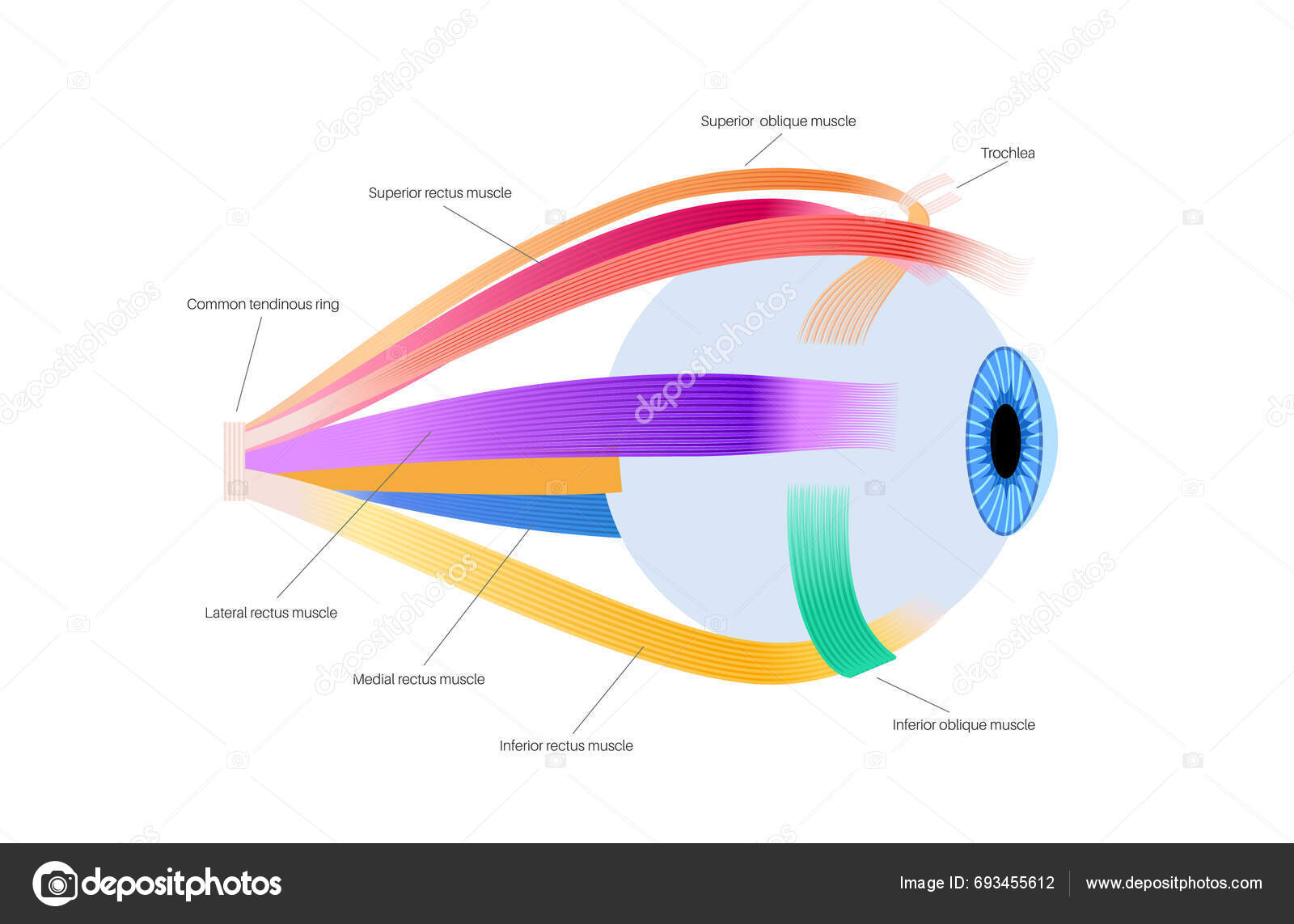Anatomie Der Augenmuskeln Struktur Des Menschlichen Auges Infografik ...