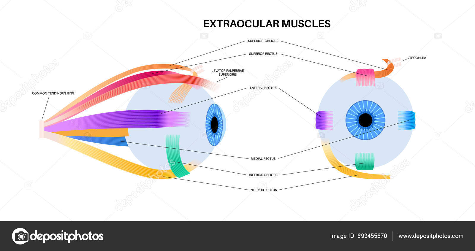 Extraocular Muscles Anatomy Structure Human Eye Infographic Control ...
