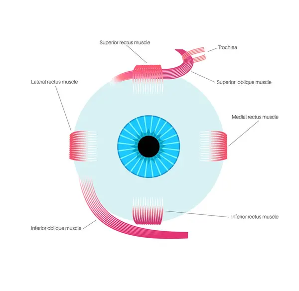 Extraocular Muscles Anatomy Structure Human Eye Infographic Control ...