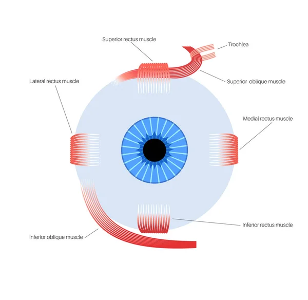 Extraocular Muscles Anatomy Structure Human Eye Infographic Control ...