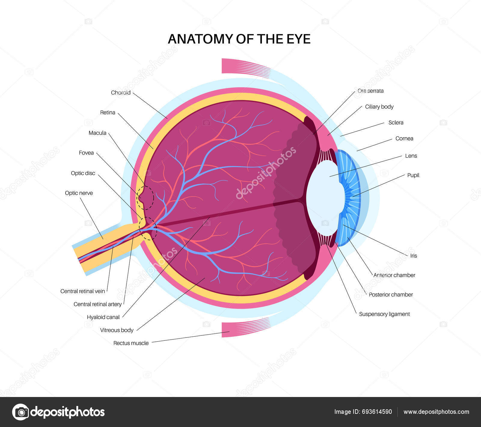 Cartel Anatomía Ocular Estructura Infografía Ocular Humana Ultraútero ...
