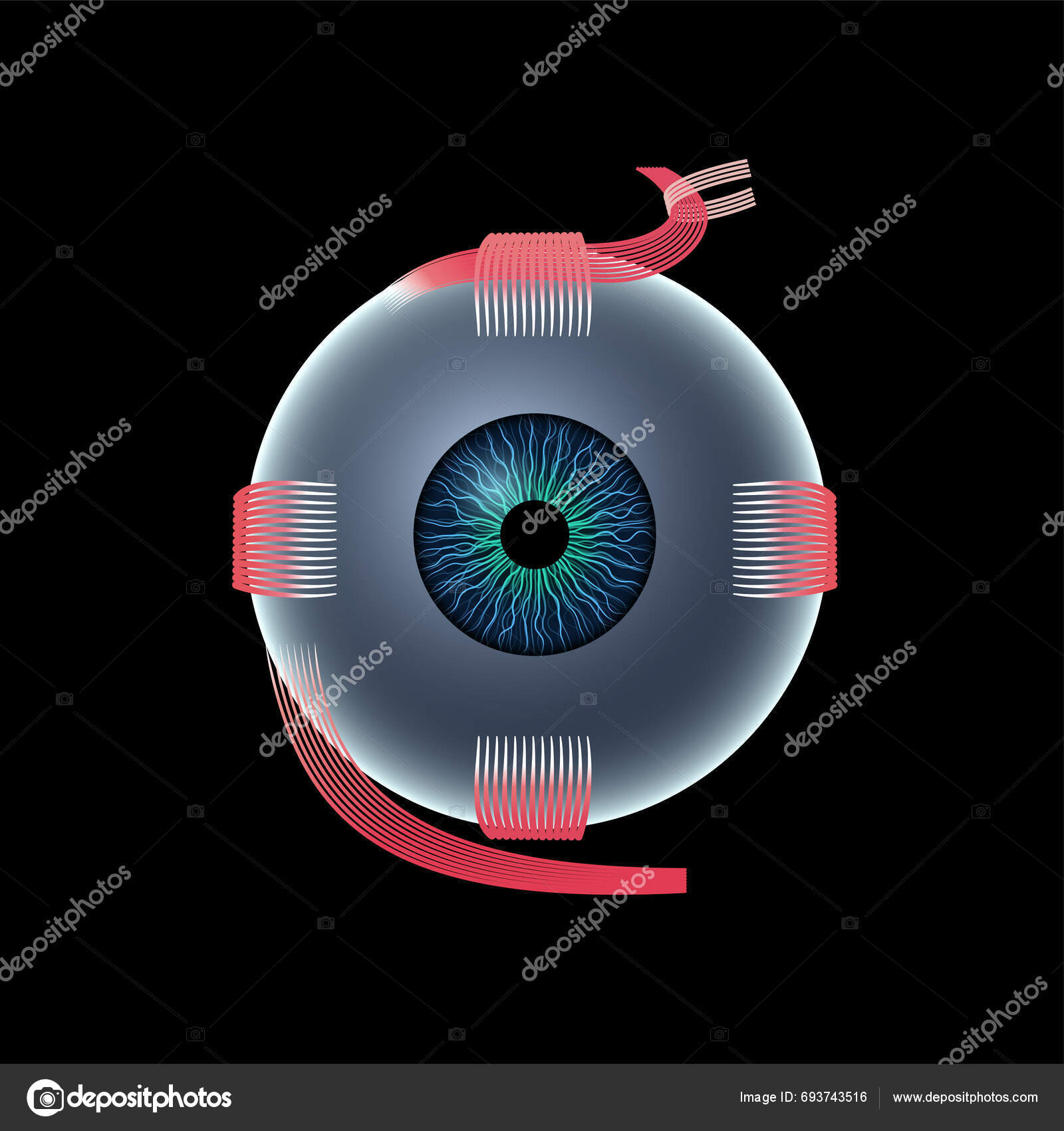 Extraocular Muscles Anatomy Structure Human Eye Infographic Control ...