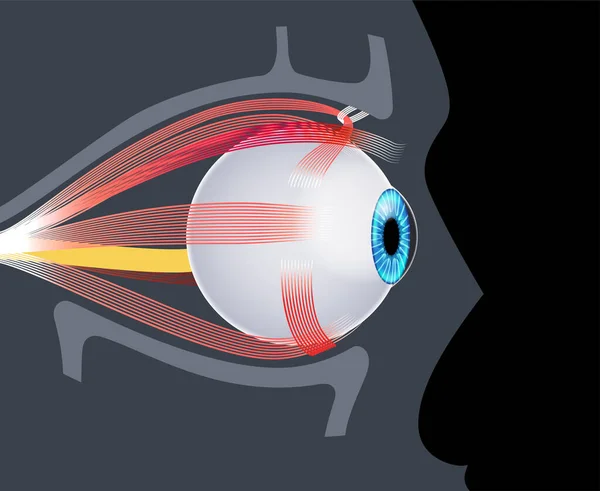 Extraocular Muscles Anatomy Structure Human Eye Infographic Control ...