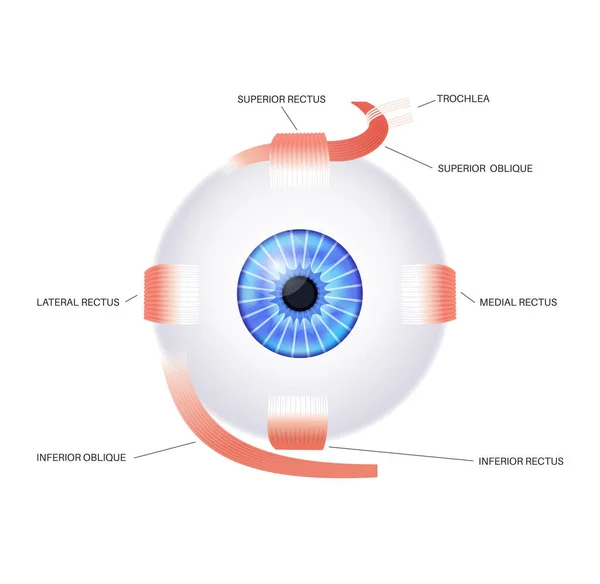 Extraocular Muscles Anatomy Structure Human Eye Infographic Control ...