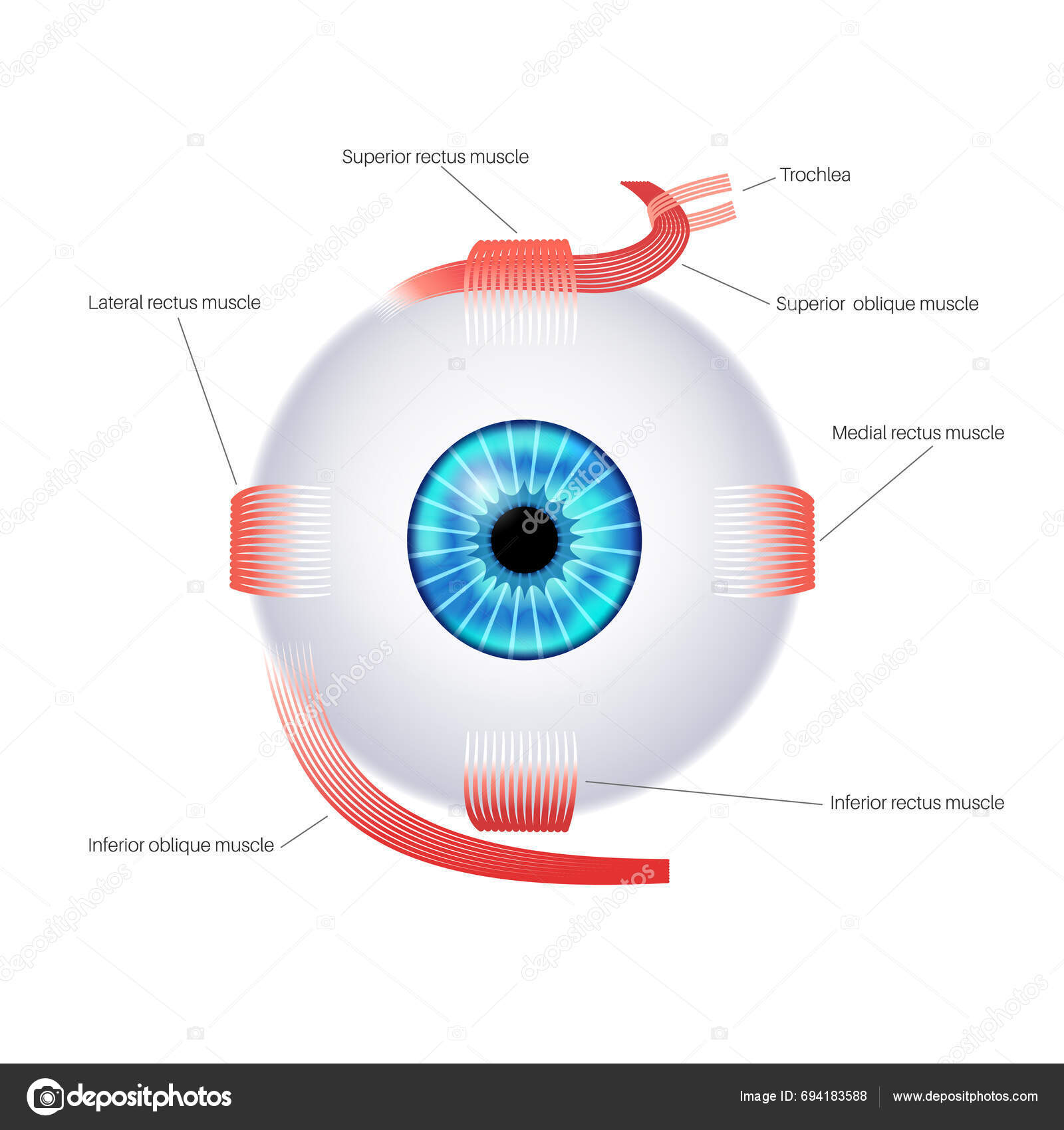 Extraocular Muscles Anatomy Structure Human Eye Infographic Control ...