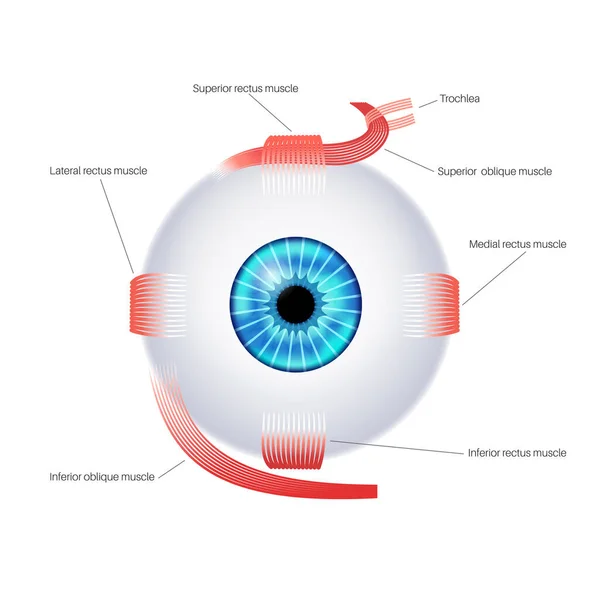 Stockfoto's van Anatomie ogen, rechtenvrije afbeeldingen van Anatomie ...