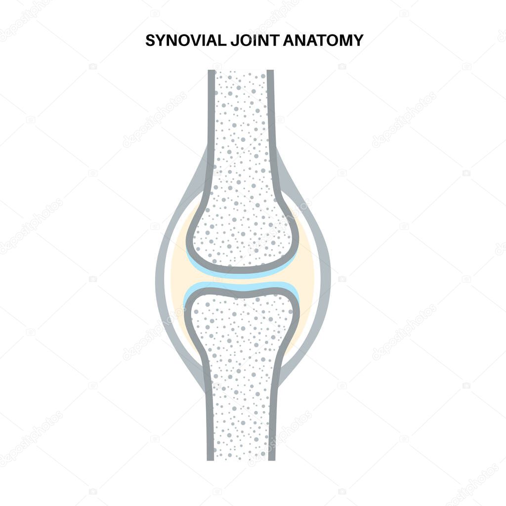 Anatomía articular sinovial. Movimientos entre los huesos adyacentes ...
