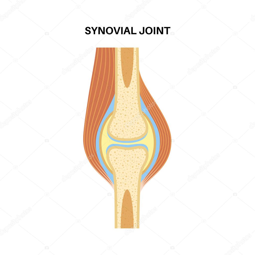 Anatomía articular sinovial. Movimientos entre los huesos adyacentes ...