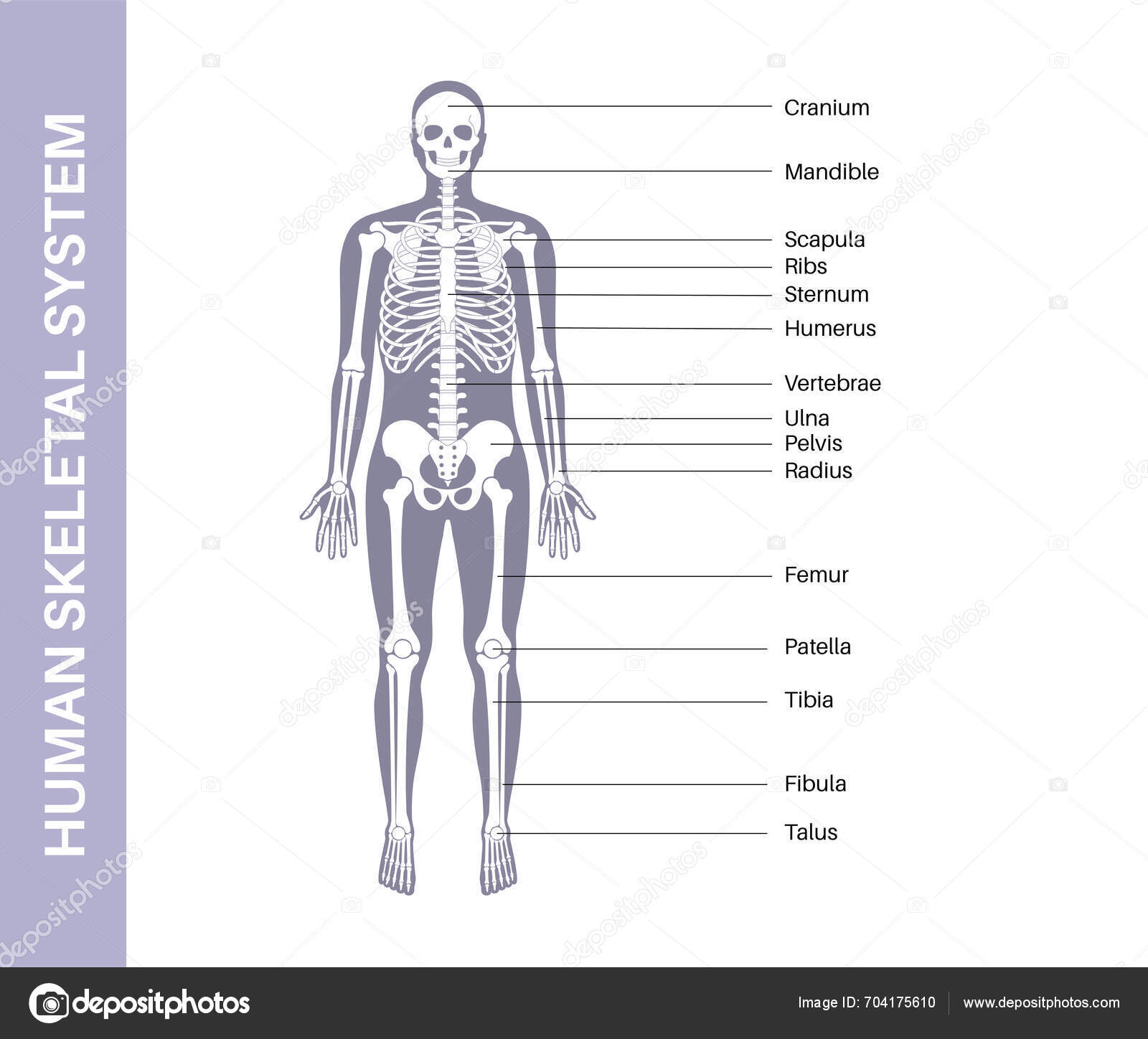 Image vectorielle Affiche Médicale Sur Système Squelettique Schéma D ...