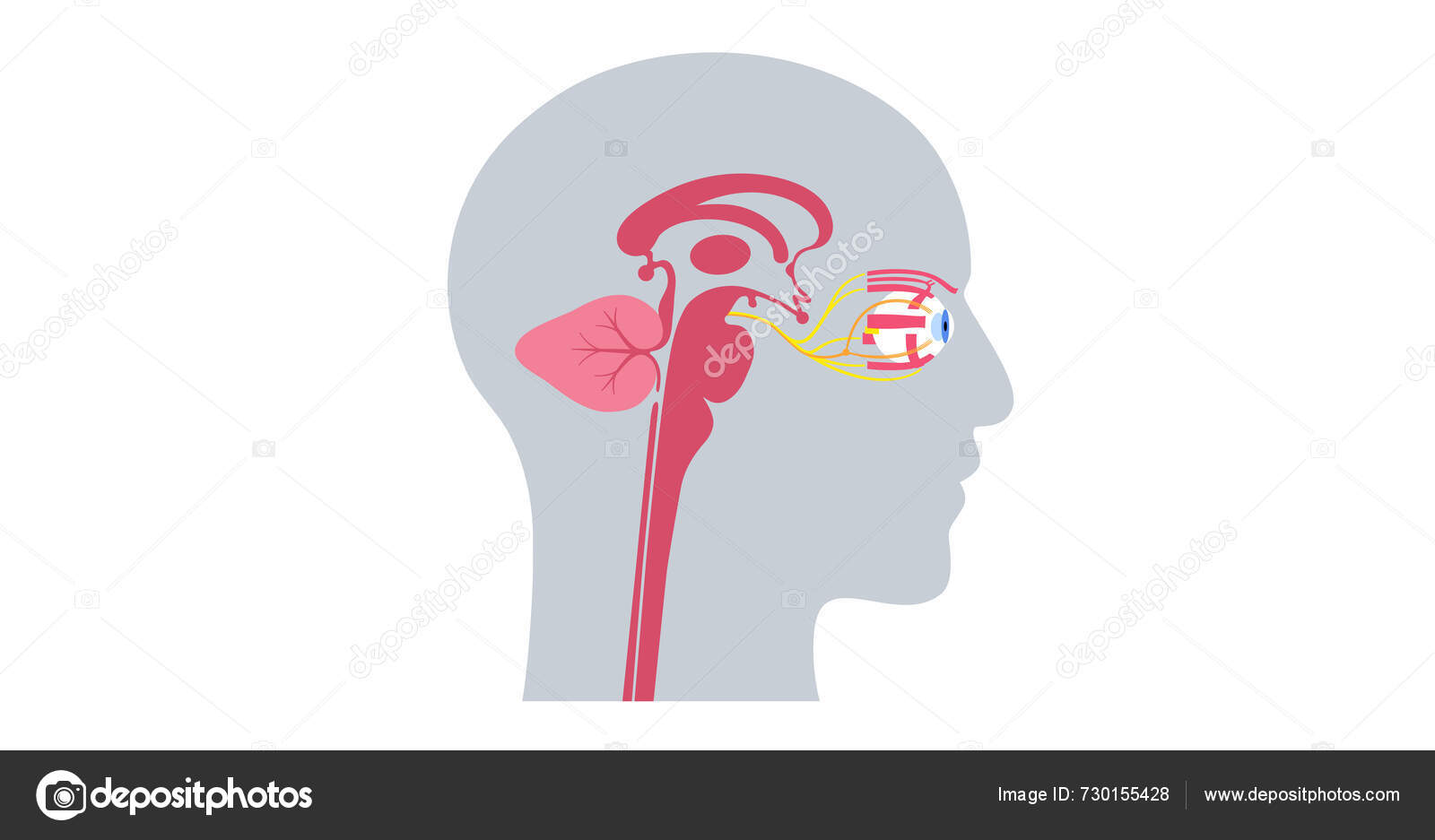Motorové Nervy Plakátu Anatomie Oka Abduktivové Trochární ...