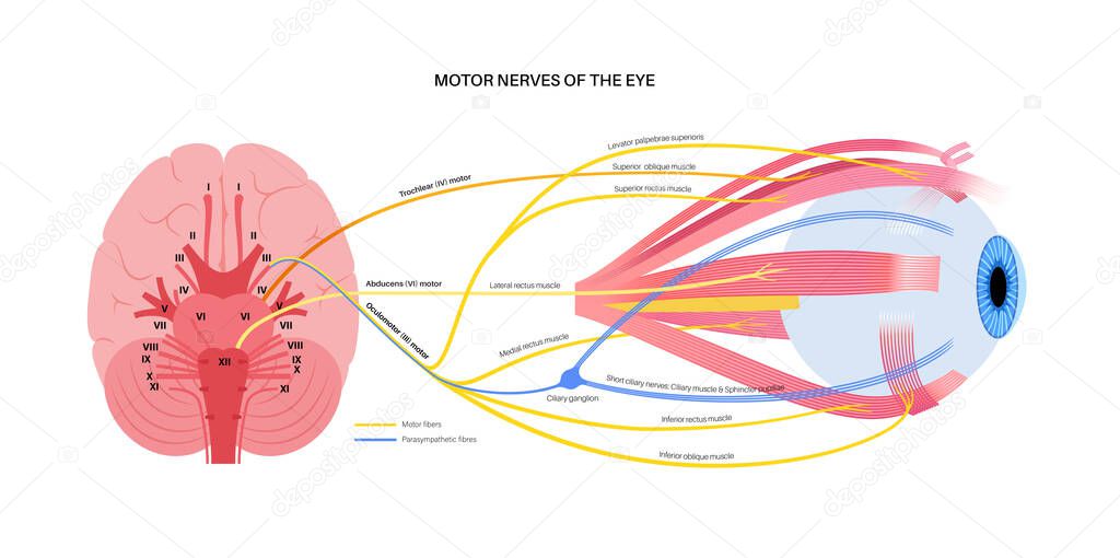 Cartel de anatomía ocular de nervios motores. Abducen, nervios troclear ...