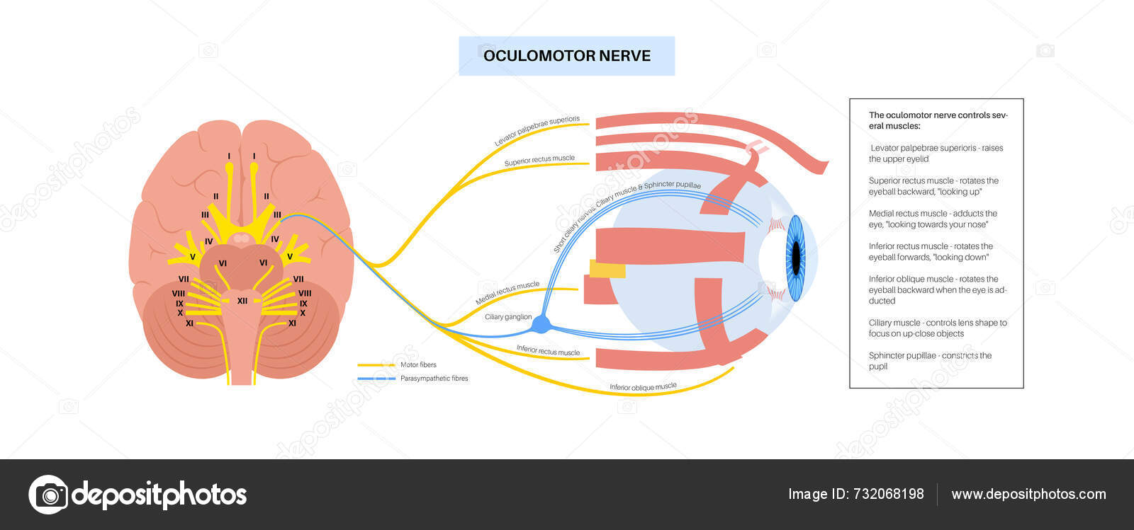 Oculomotorický Nerv Lidském Mozku Oční Anatomie Plakát Lebečními Nervy ...