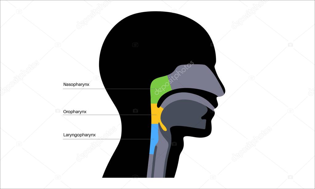 Pharynx anatomy in sagittal section medical poster. Includes ...