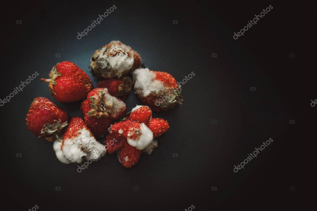 Fresas rojas con moho sobre fondo negro de cerca. Las fresas podridas ...