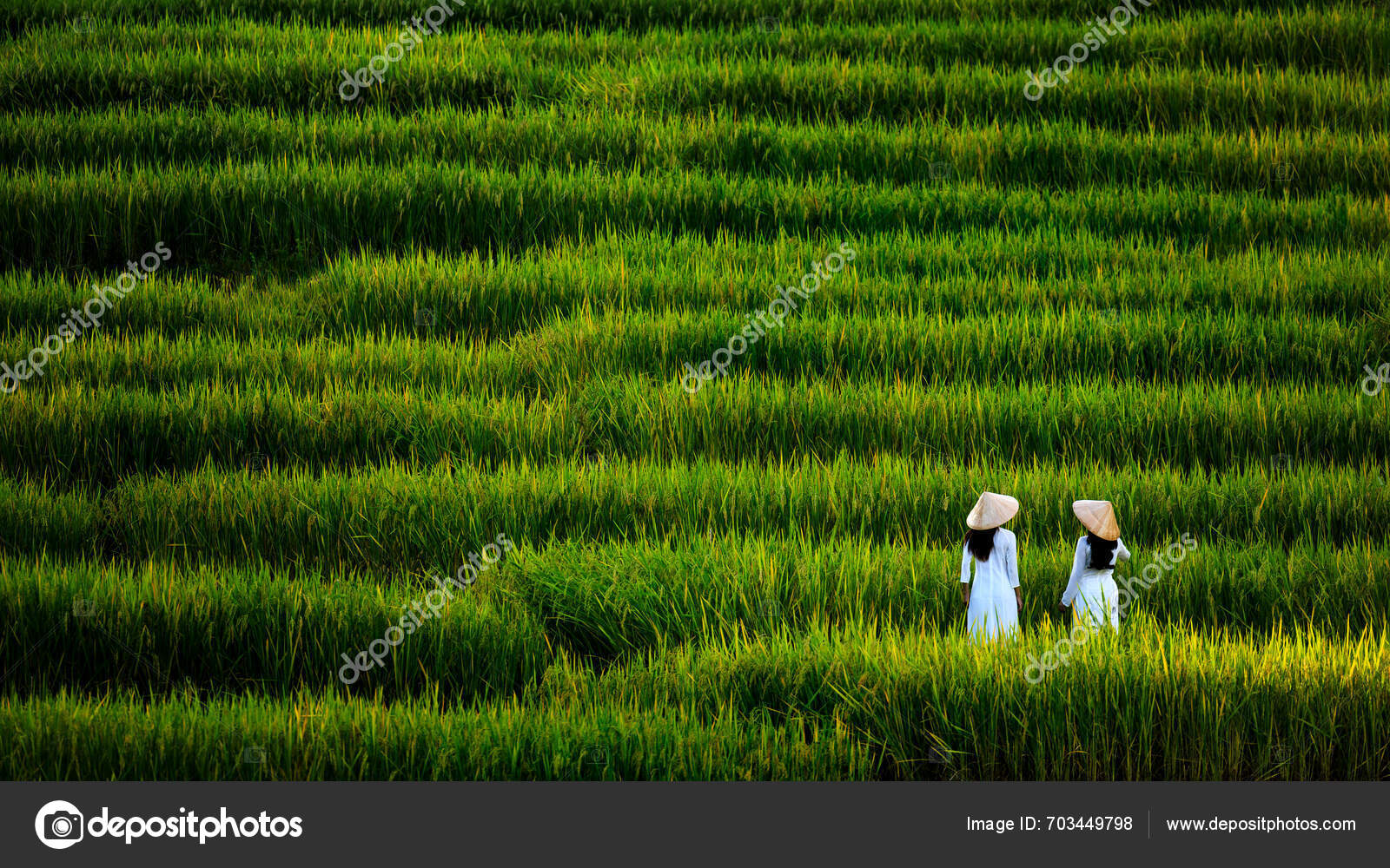 Two Young Asian Woman Vietnamese Dress Standing Rice Field Copy — Stock Photo © ShutterDin ...