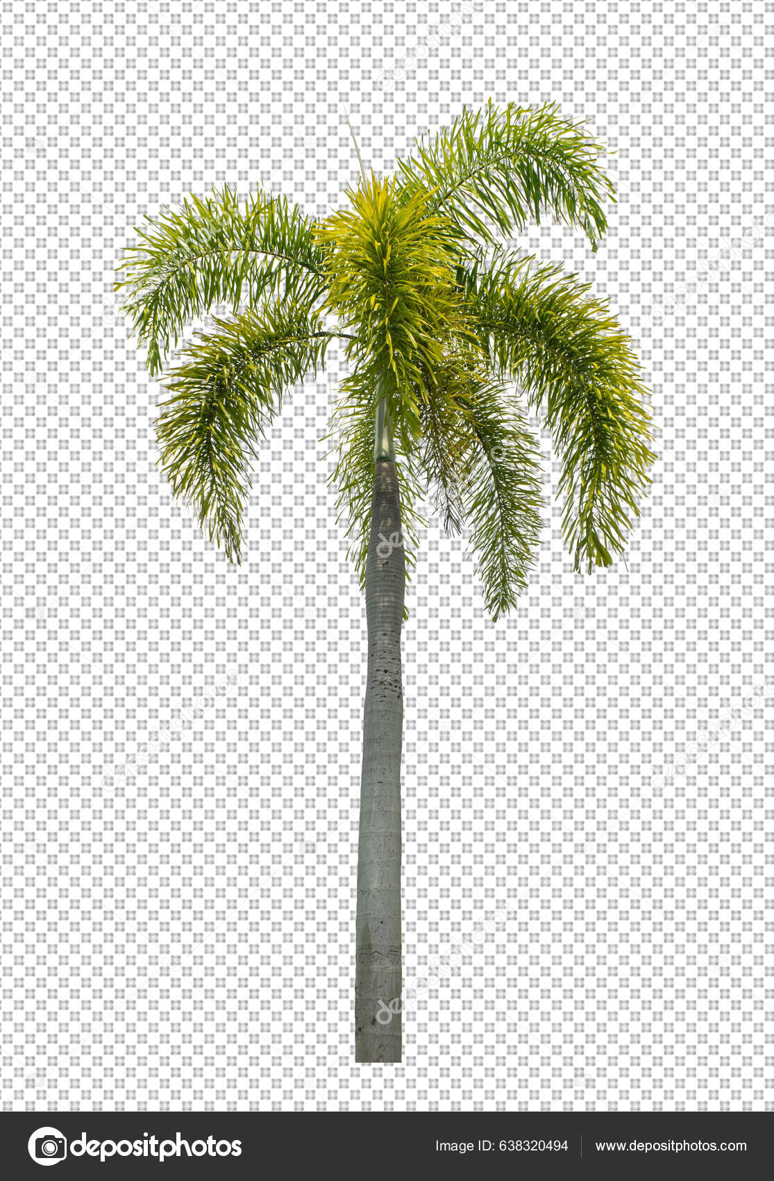 Palm Tree Transparent Picture Background Clipping Path Single Tree ...
