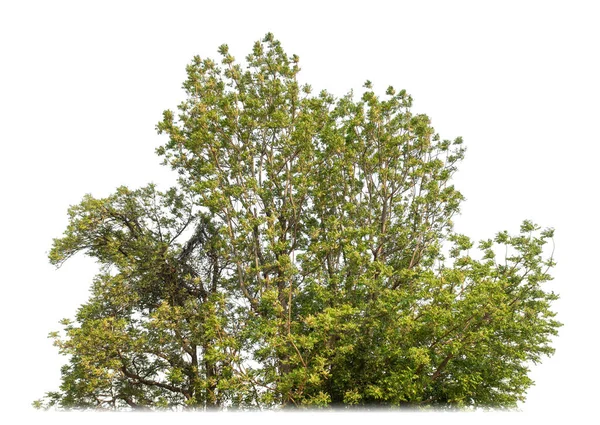 Arbre caduc haut vert images libres de droit, photos de Arbre caduc ...