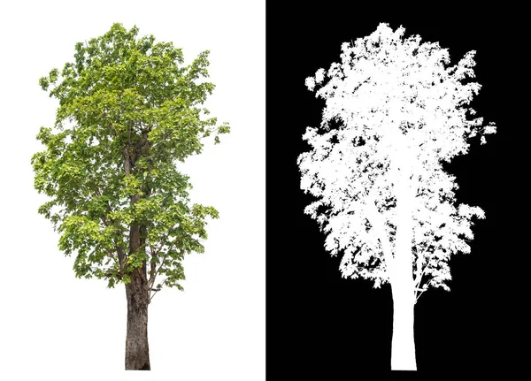 Arbol png images libres de droit, photos de Arbol png | Depositphotos