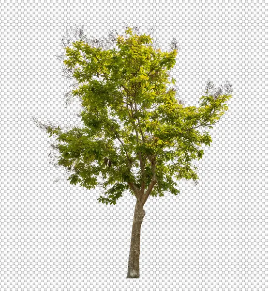 Tree without background png Stock Photos, Royalty Free Tree without ...
