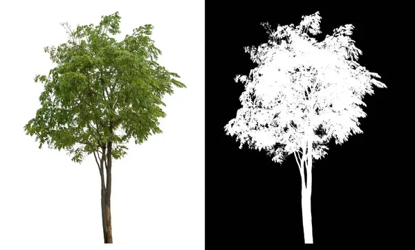 About normal trees Stock Photos, Royalty Free About normal trees Images ...