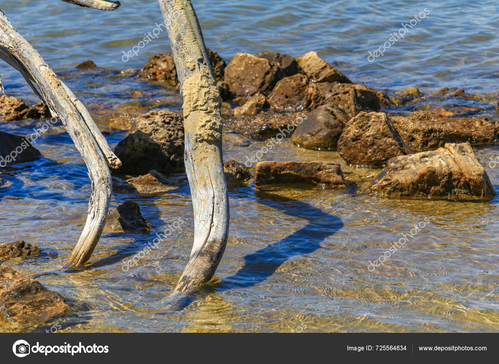 Secar Enormes Raíces Árboles Una Playa Arena Isla Rab Croacia — Foto de ...