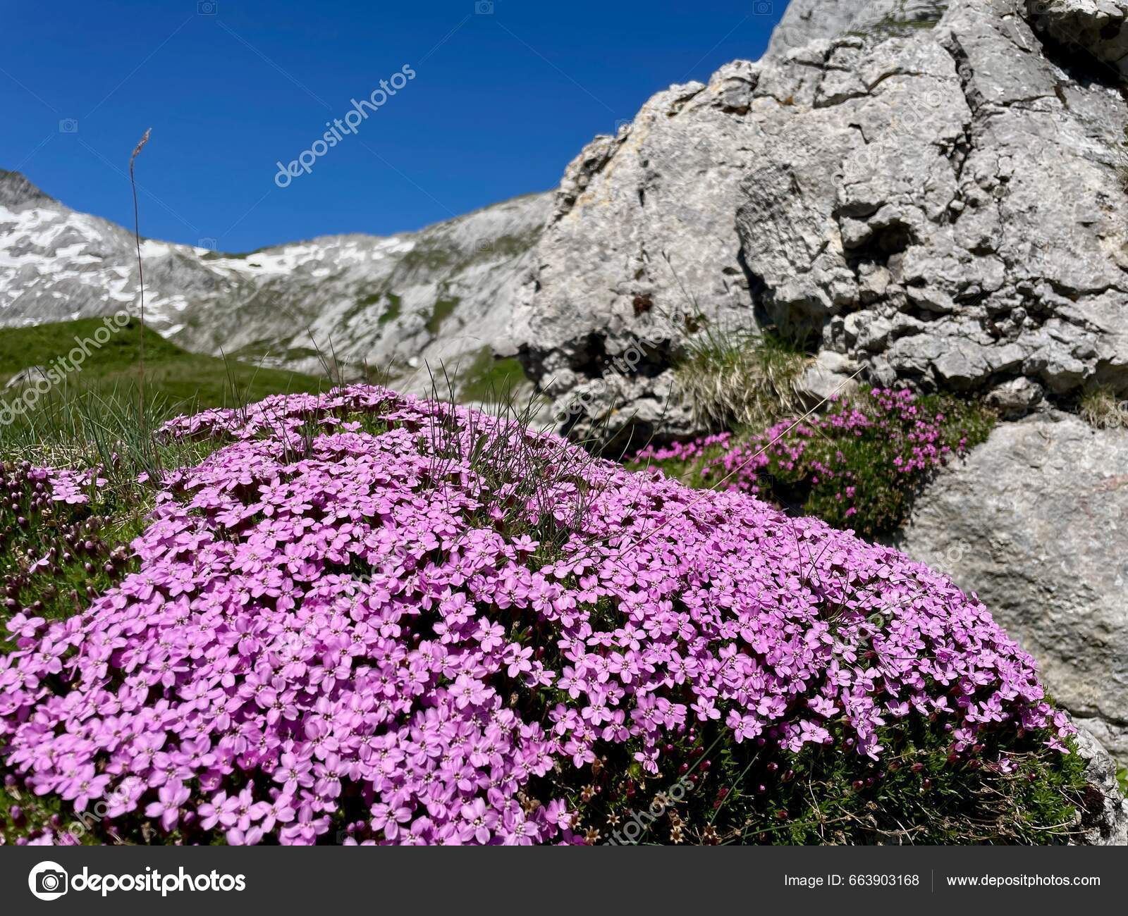 Moss Campion