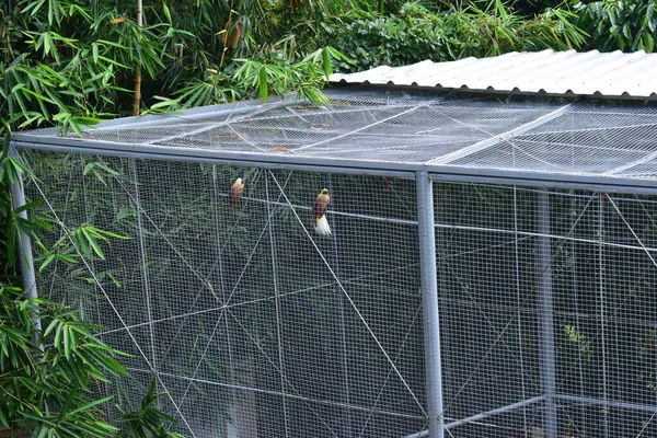 Large bird cage Stock Photos, Royalty Free Large bird cage Images ...