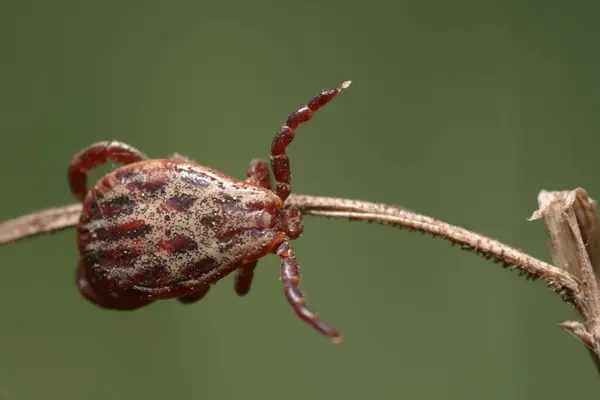 Tic bio Stock Photos, Royalty Free Tic bio Images | Depositphotos