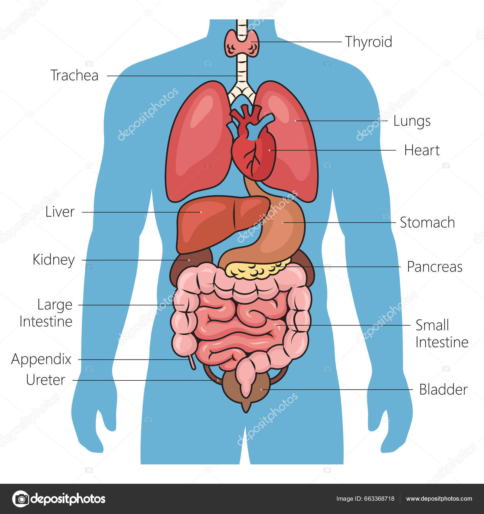 Image vectorielle Illustration Vectorielle Schématique Des Organes ...