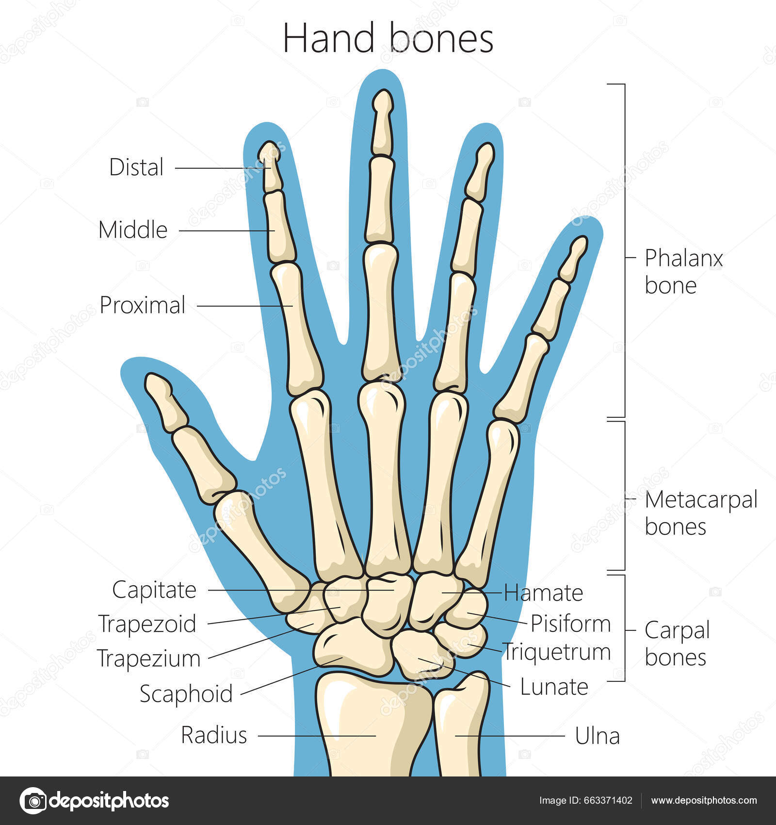Diagrama De Huesos De La Mano