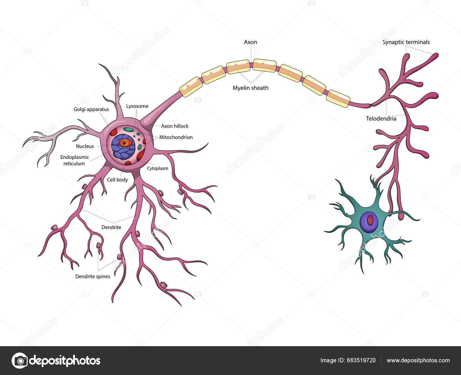 Structure Of A Typical Neuron Stock Illustration