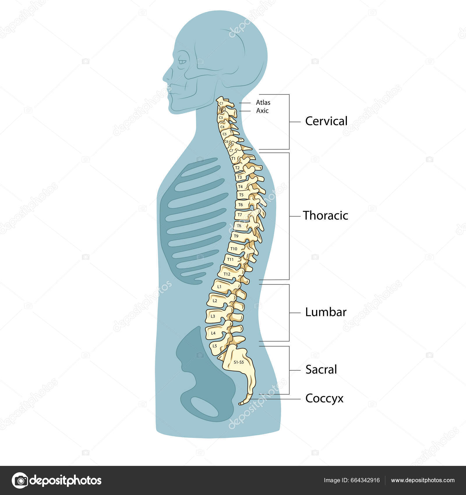 Vista Laterale Delle Vertebre Cervicali Etichettate
