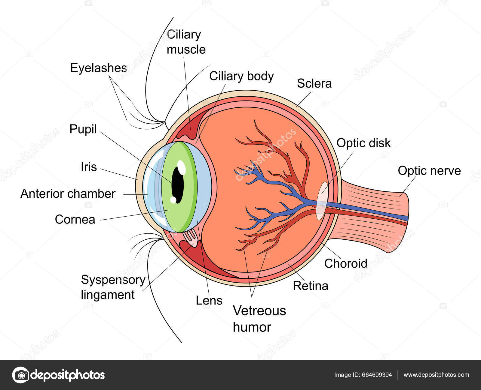 Human Eye Structure Diagram Schematic Vector Illustration Medical ...