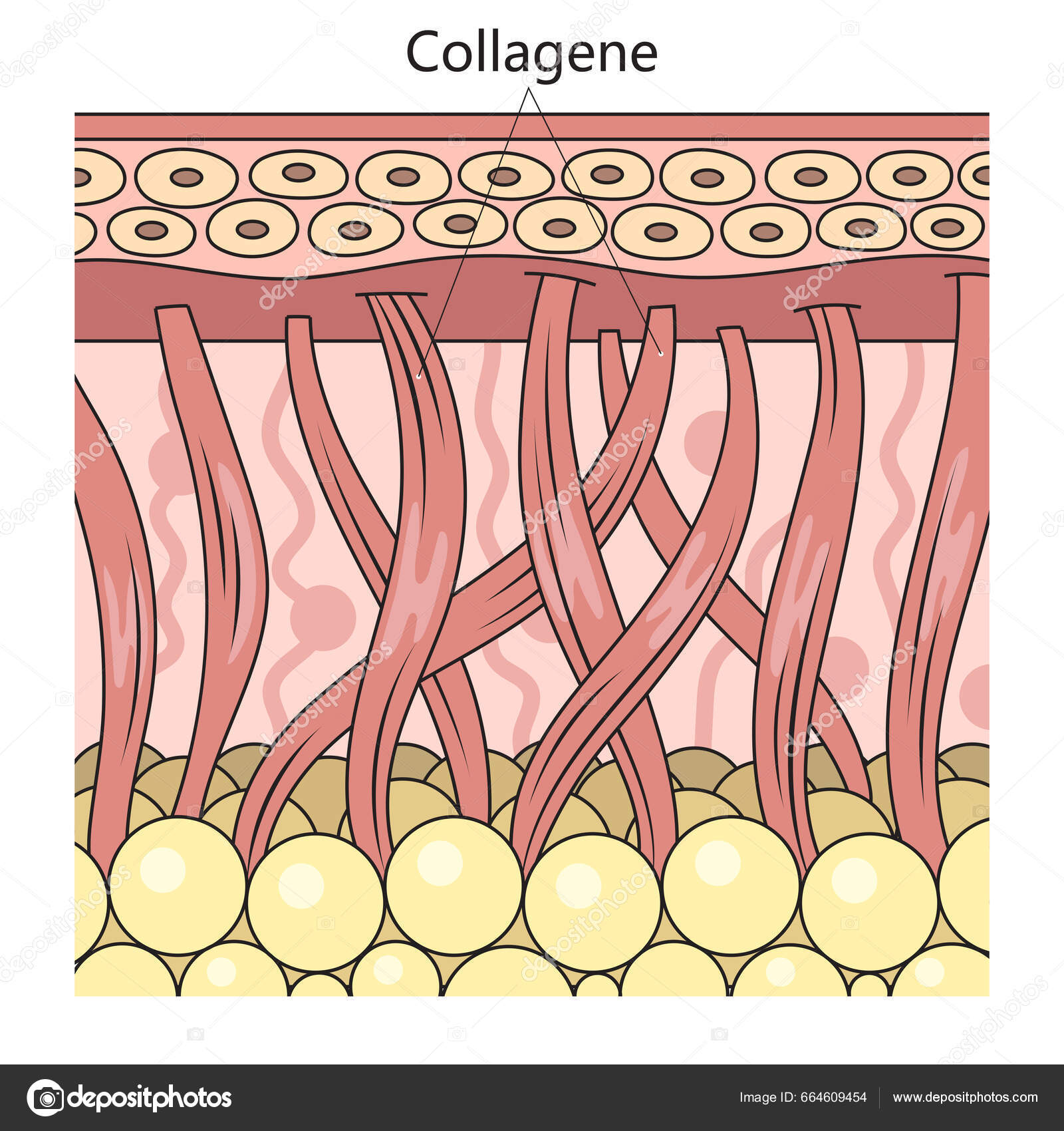Extracellular Matrix Hydrophilic at Bob Bormann blog