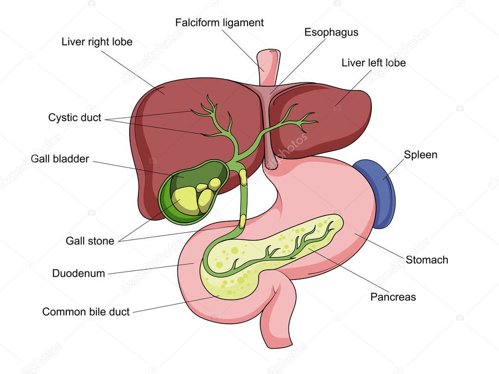 Diagrama Anatómico De La Vesícula Biliar