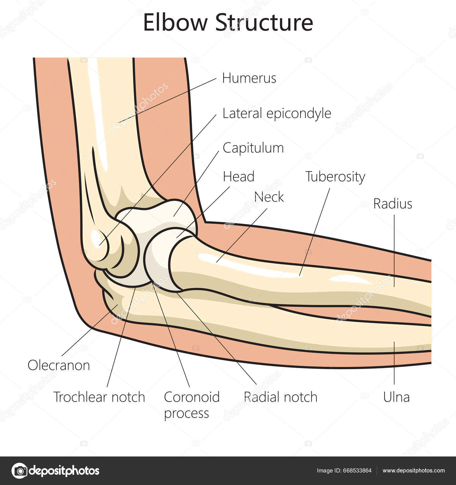 Anatomy Structure Human Elbow Diagram Schematic Raster Illustration ...