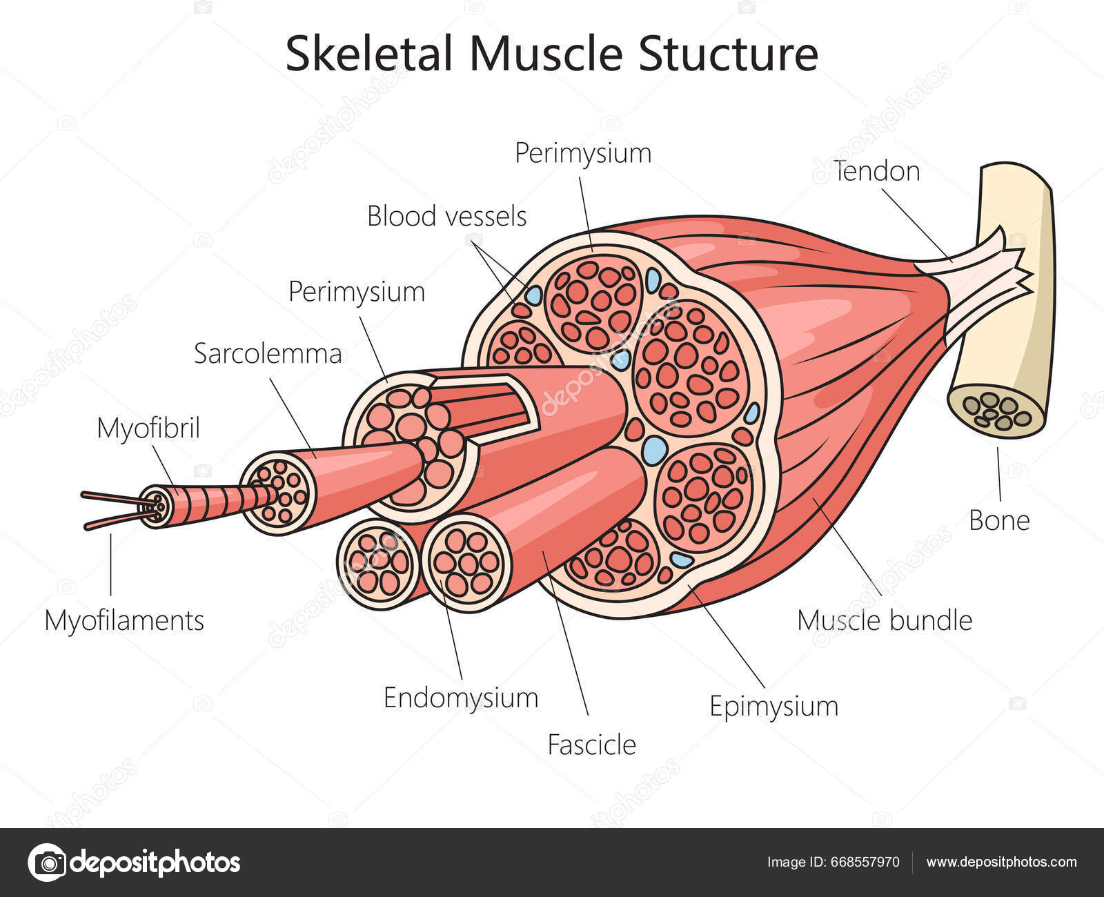Anatomia Esquelética Estrutura Muscular Diagrama Médico Diagrama ...
